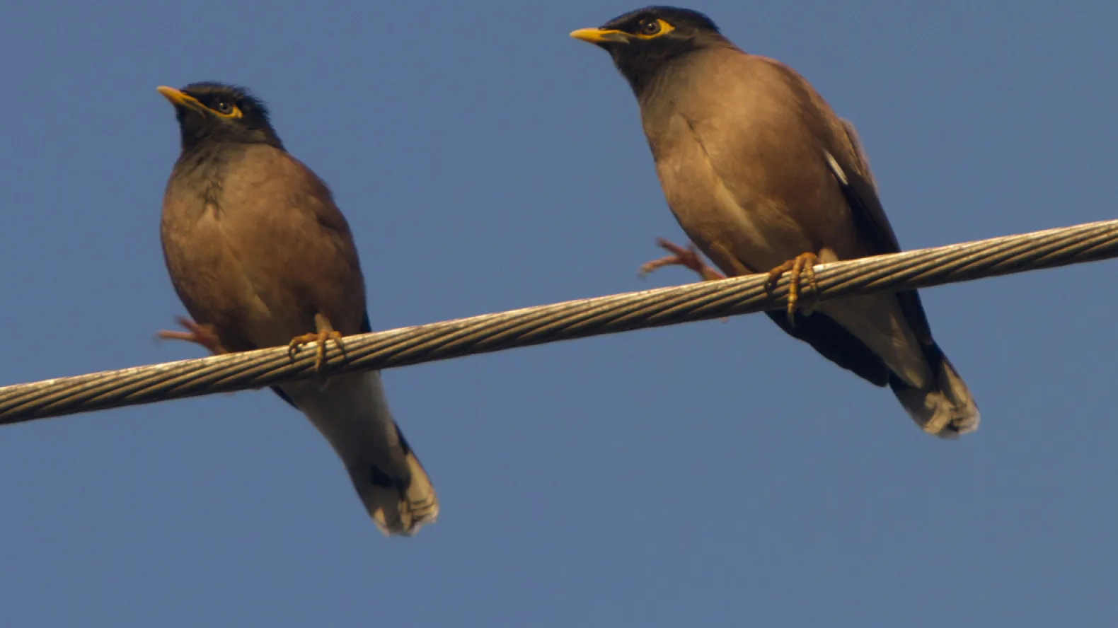 Invasive Myna Bird Threatens Algeria’s Ecosystem: Urgent Action Needed ...