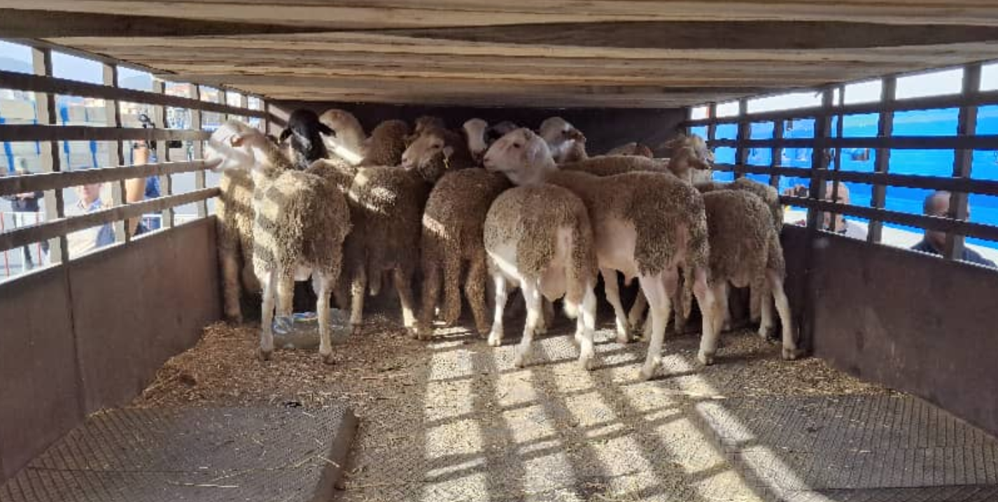 Port of Oran Receives Ship Carrying 20,000 Sheep from Spain in Eid Sacrifice Import Program ...