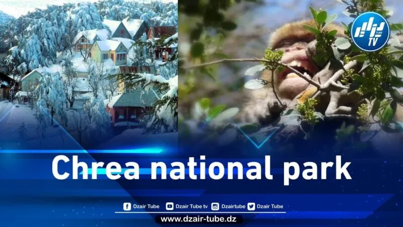 Algeria’s Winter Tourism Gems (1): The Enchanting Snows of Chréa ...